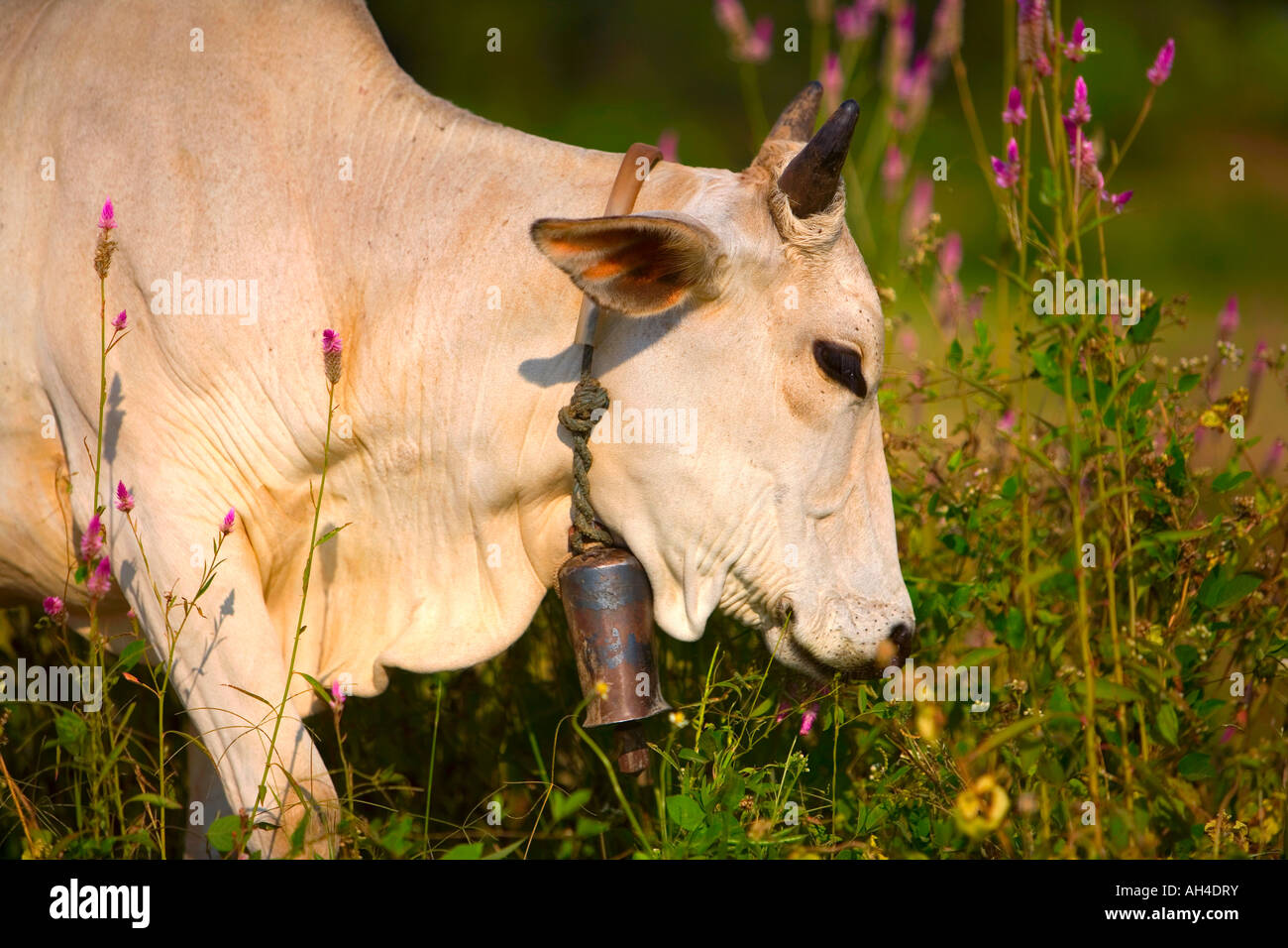 Cow wearing a cow bell Stock Photo - Alamy