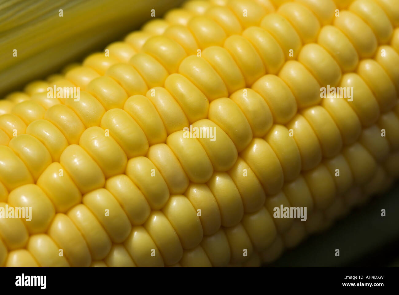 Fresh golden corn on the cob Stock Photo - Alamy