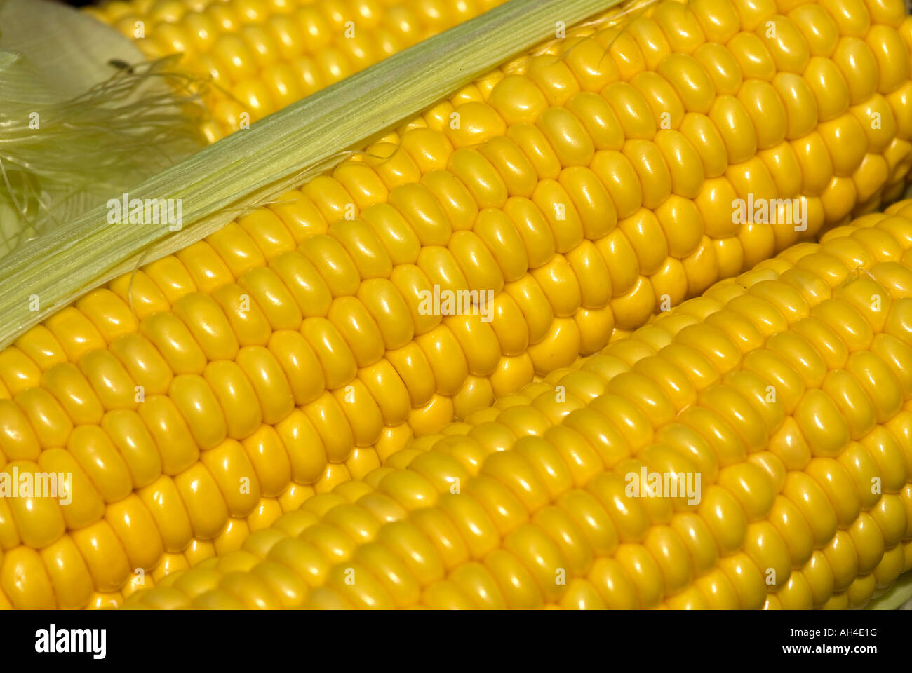 Fresh golden corn on the cob Stock Photo - Alamy