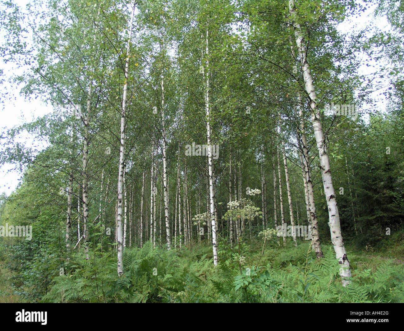 Skandinavischer hi-res stock photography and images - Alamy