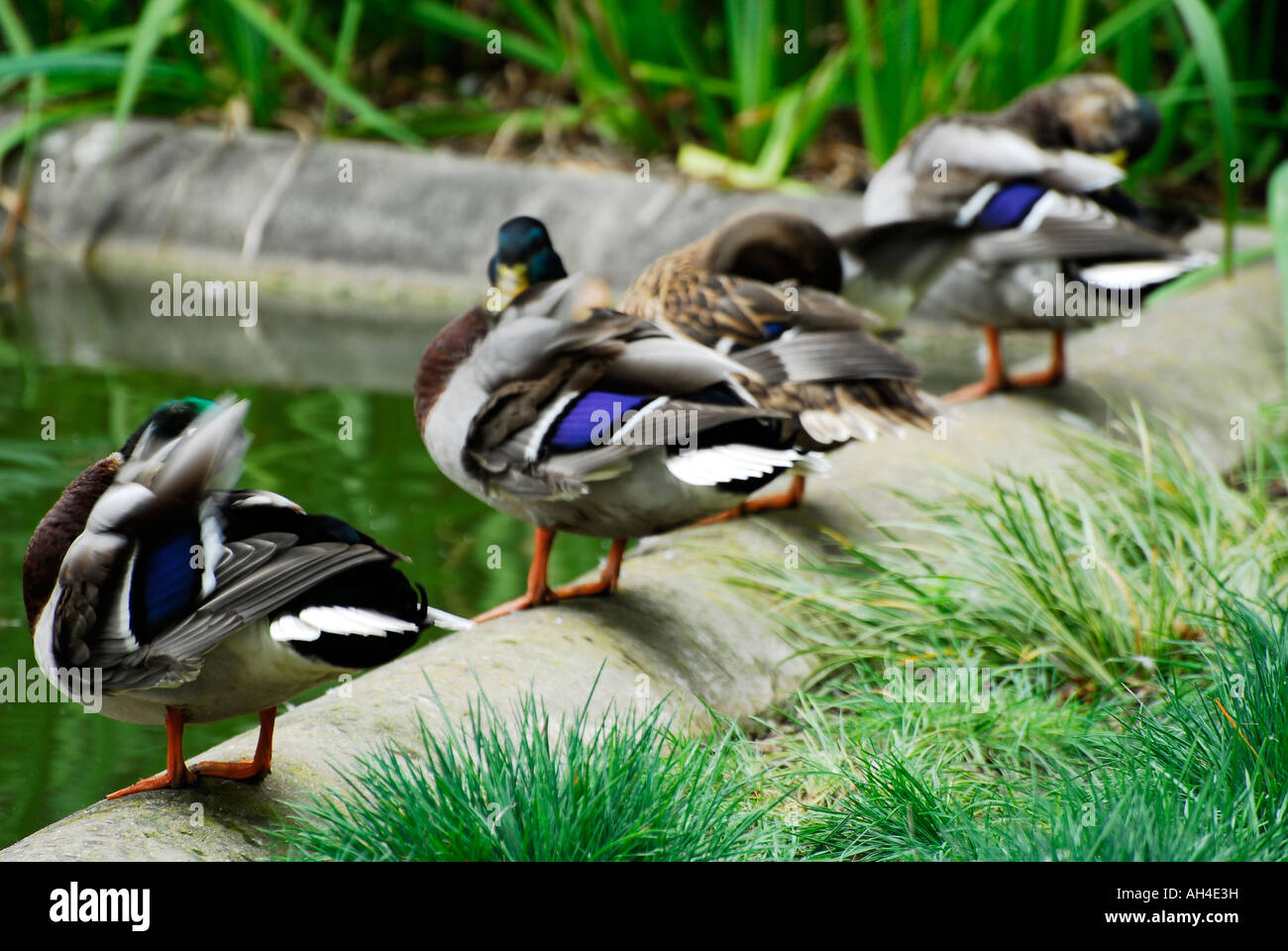 a group of duck in action Stock Photo - Alamy
