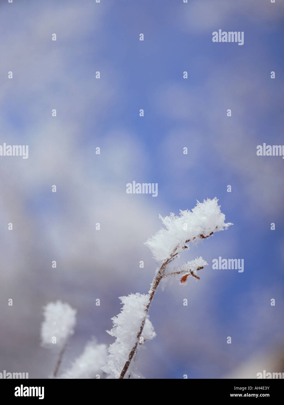 Tree branch covered in frost, Hokkaido, Japan Stock Photo - Alamy
