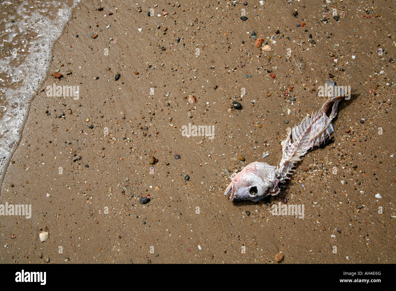 Fish skeleton wave hi-res stock photography and images - Alamy