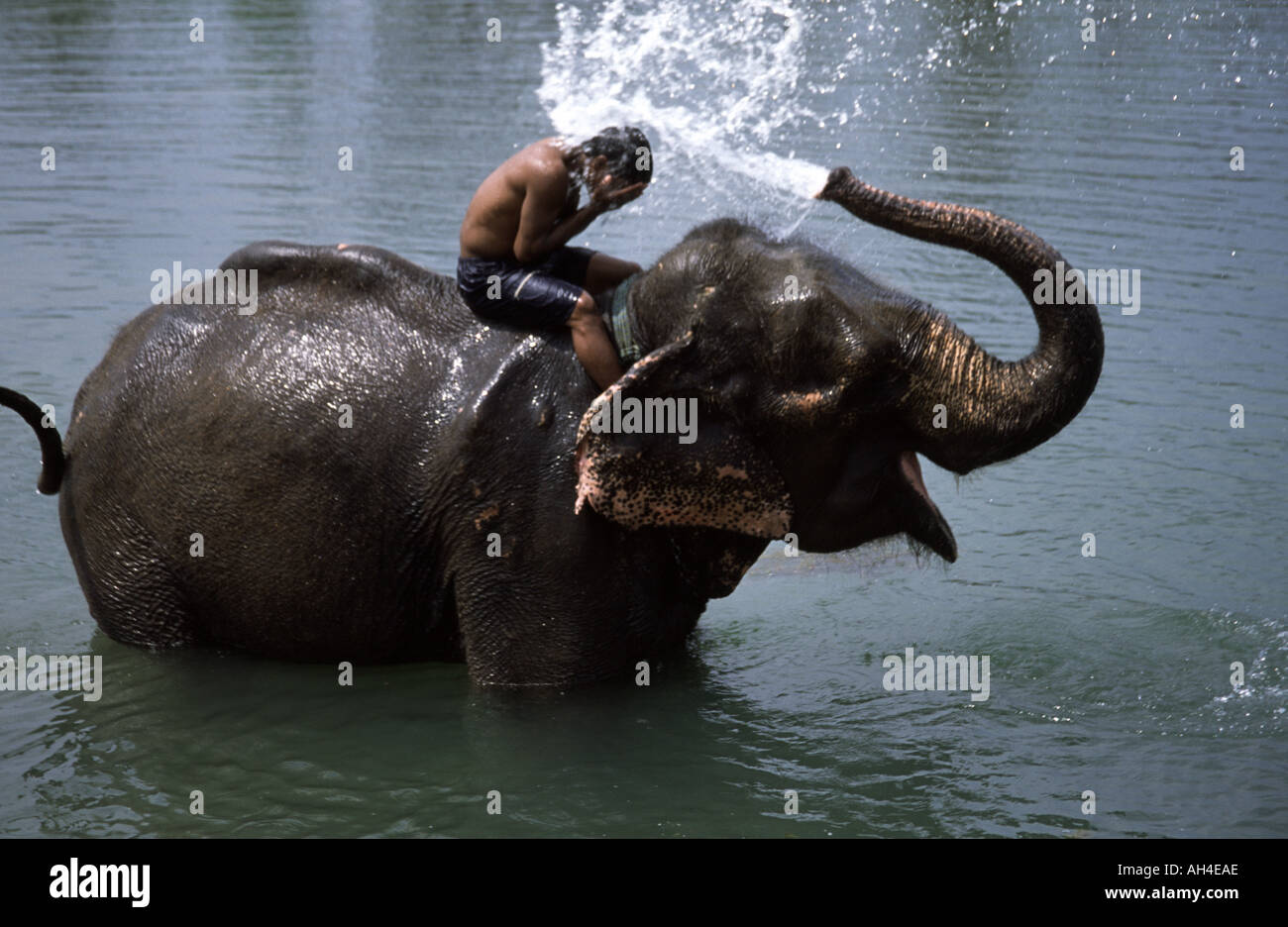 Mahout elephant trainer washing elephant in river in Nepal Stock Photo ...