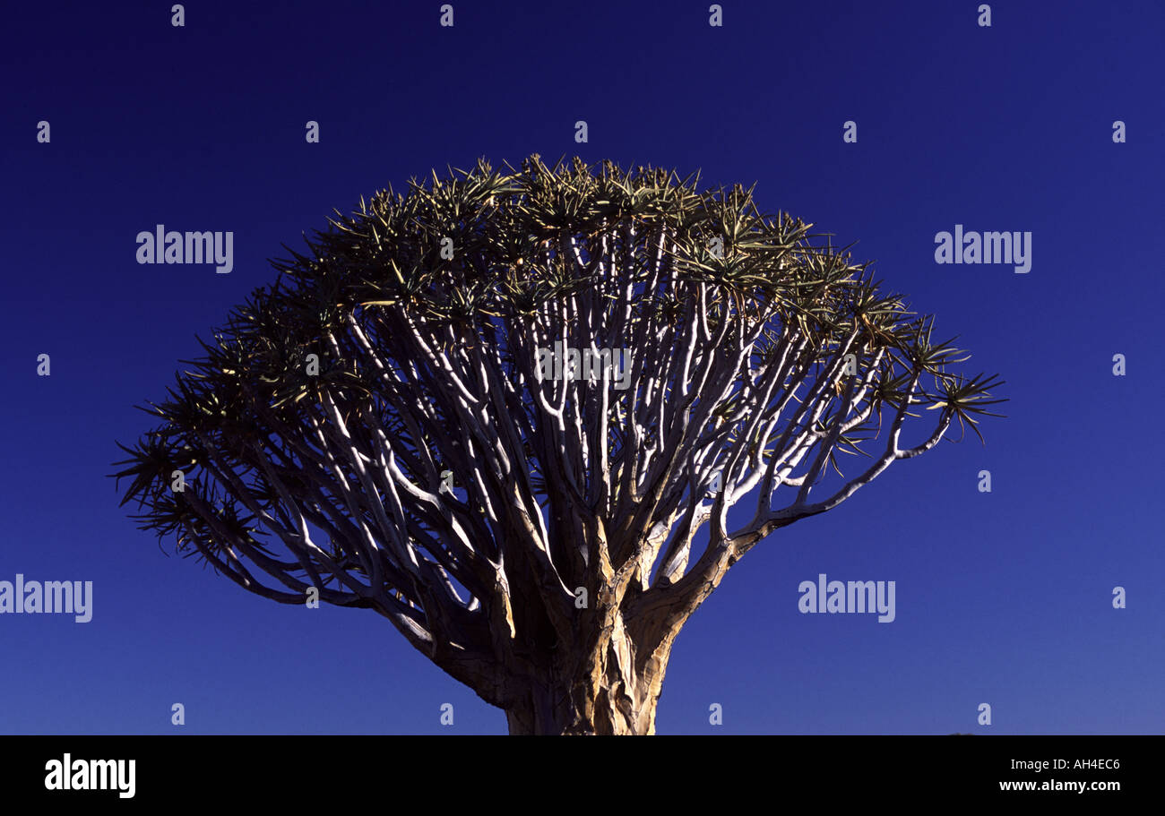 scissor tree Namibia Africa Stock Photo - Alamy