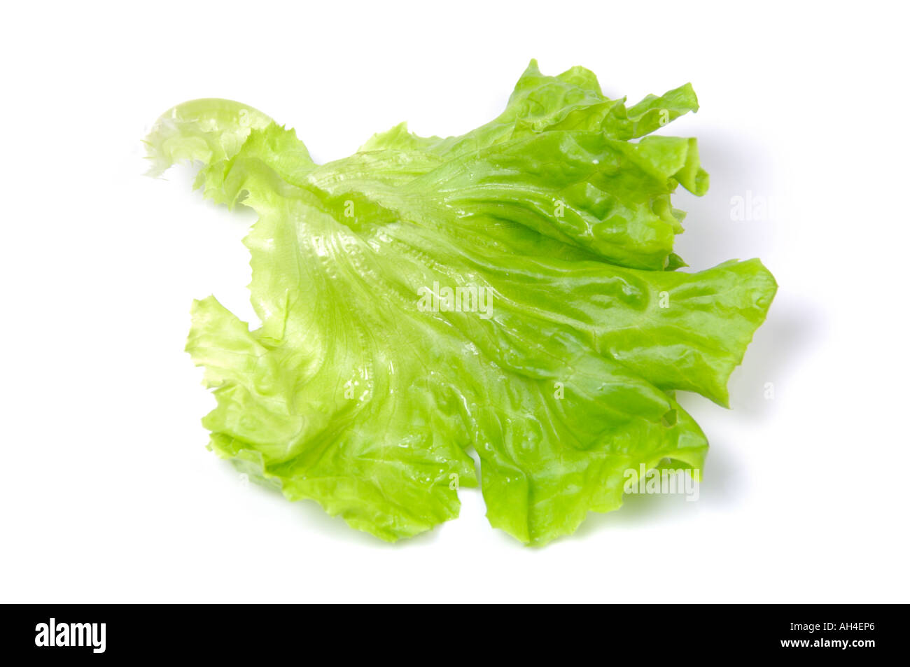 Single leaf of curly lettuce Stock Photo - Alamy