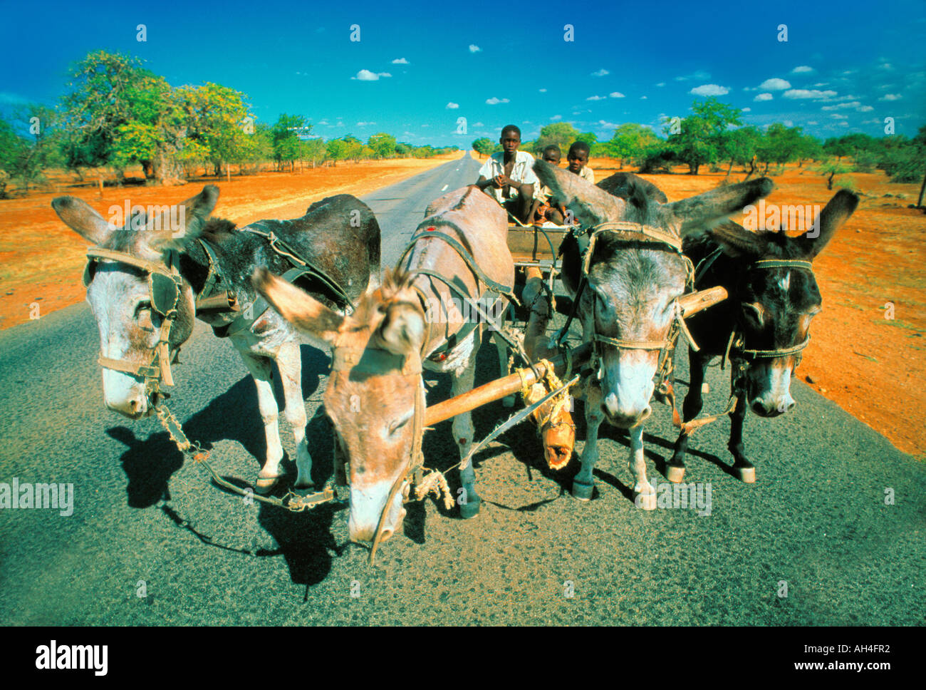 children riding cart with donkeys / mules on country road, Zimbawe ...