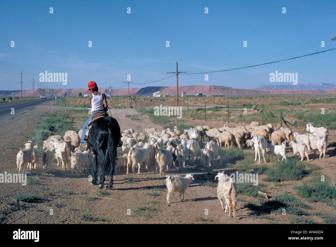 A young man shepherds a flock of sheep in Mexico Stock Photo - Alamy