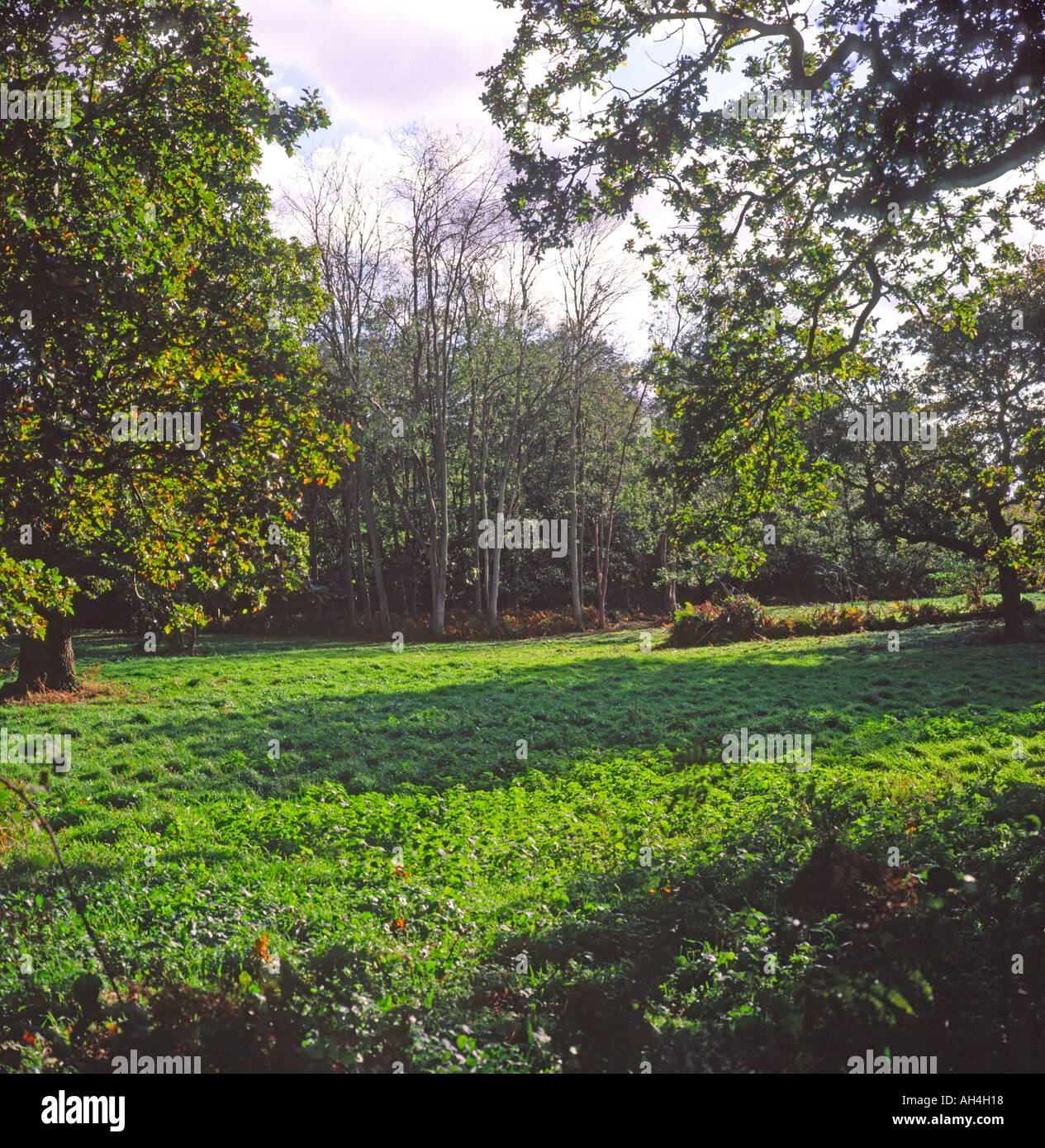 Grassy clearing in English deciduous woods Stock Photo - Alamy