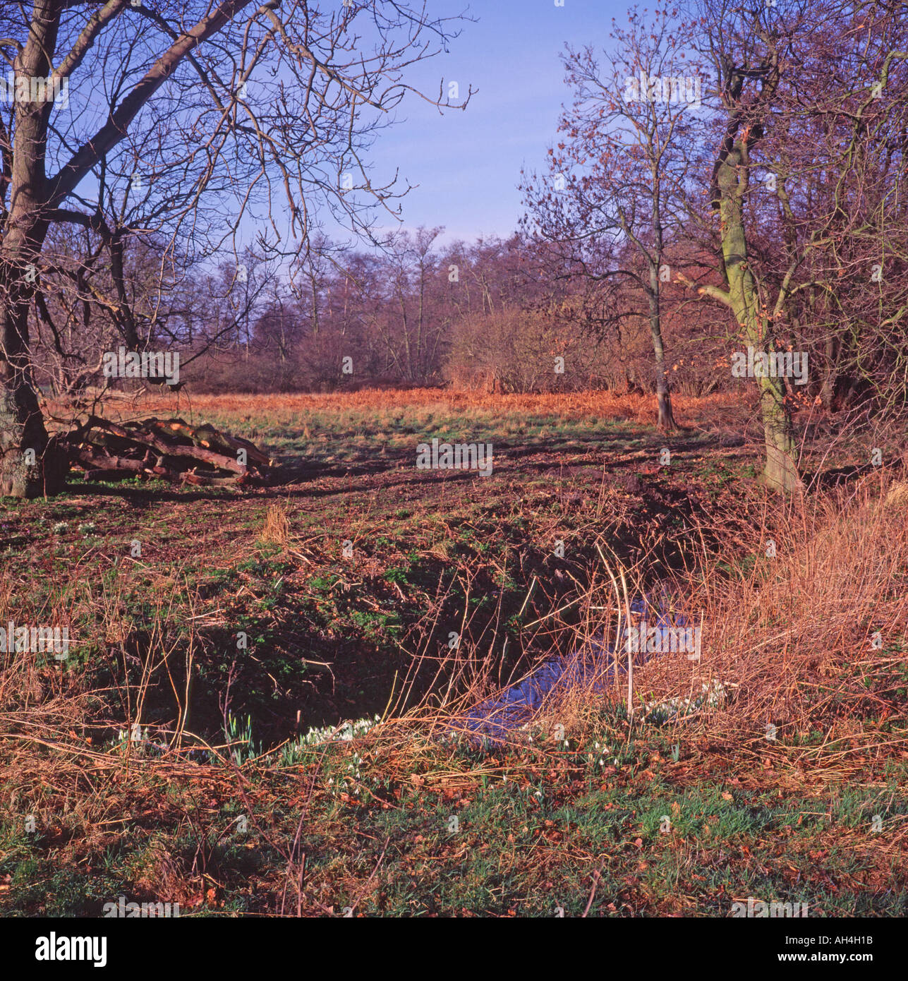 Bracken and decidous woodland trees in winter Stock Photo - Alamy