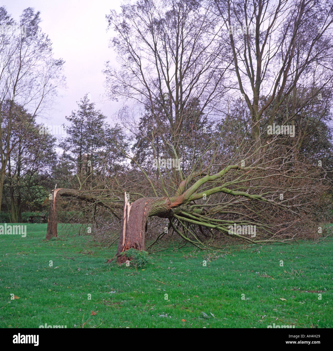 Tree snapped by gale force winds Stock Photo - Alamy