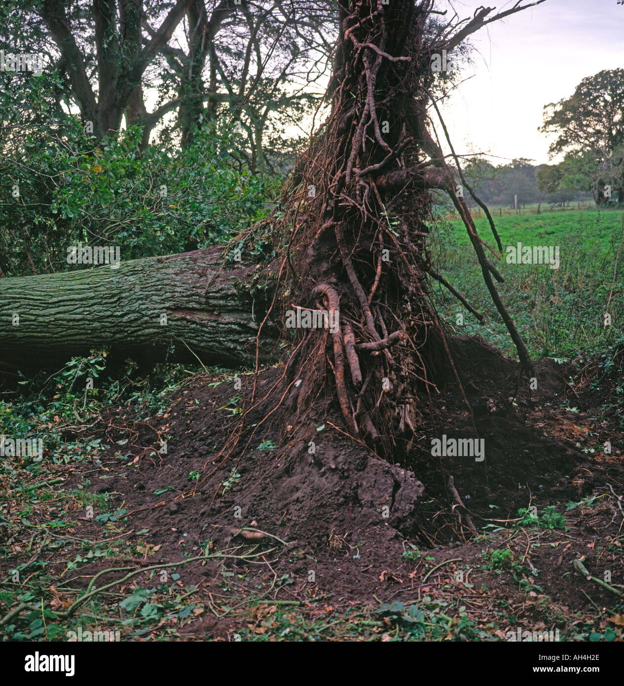 Gale force winds hi-res stock photography and images - Alamy