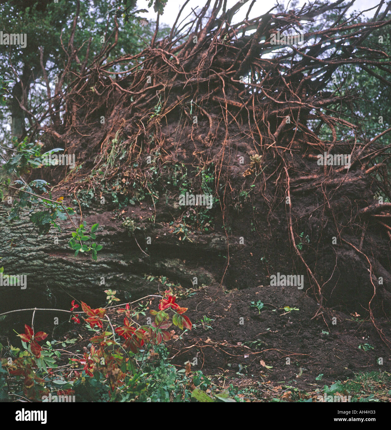 Gale force winds hi-res stock photography and images - Alamy