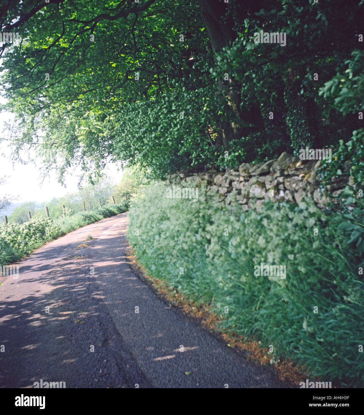 Dreamy English country lane in Spring Stock Photo - Alamy