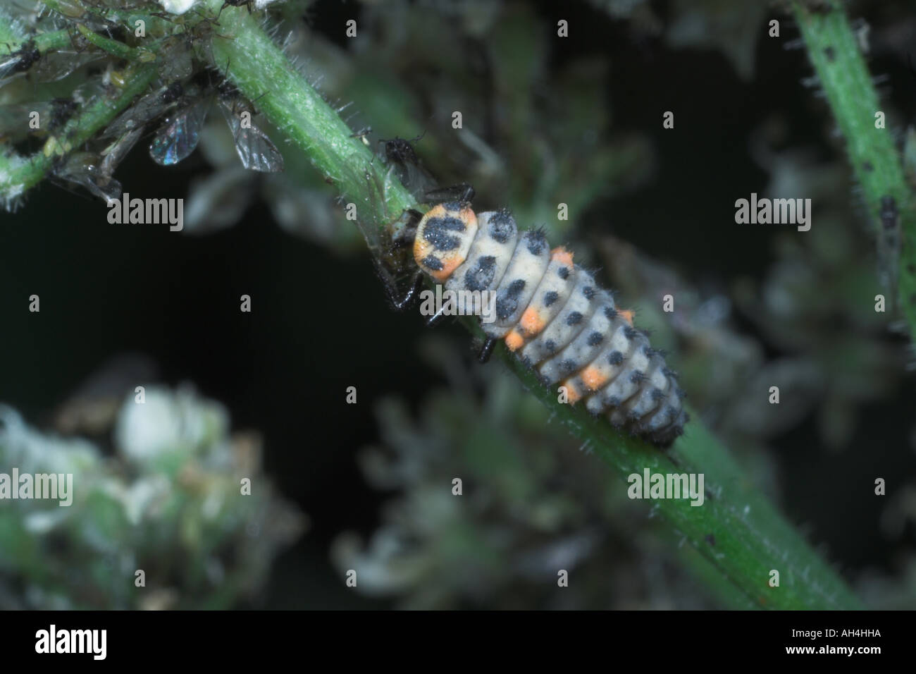 Ladybird larva uk aphids hi-res stock photography and images - Alamy