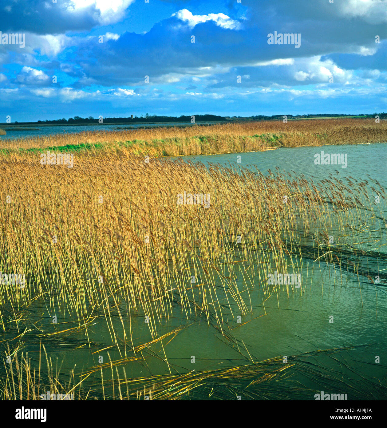 Reeds in the creek hi-res stock photography and images - Alamy