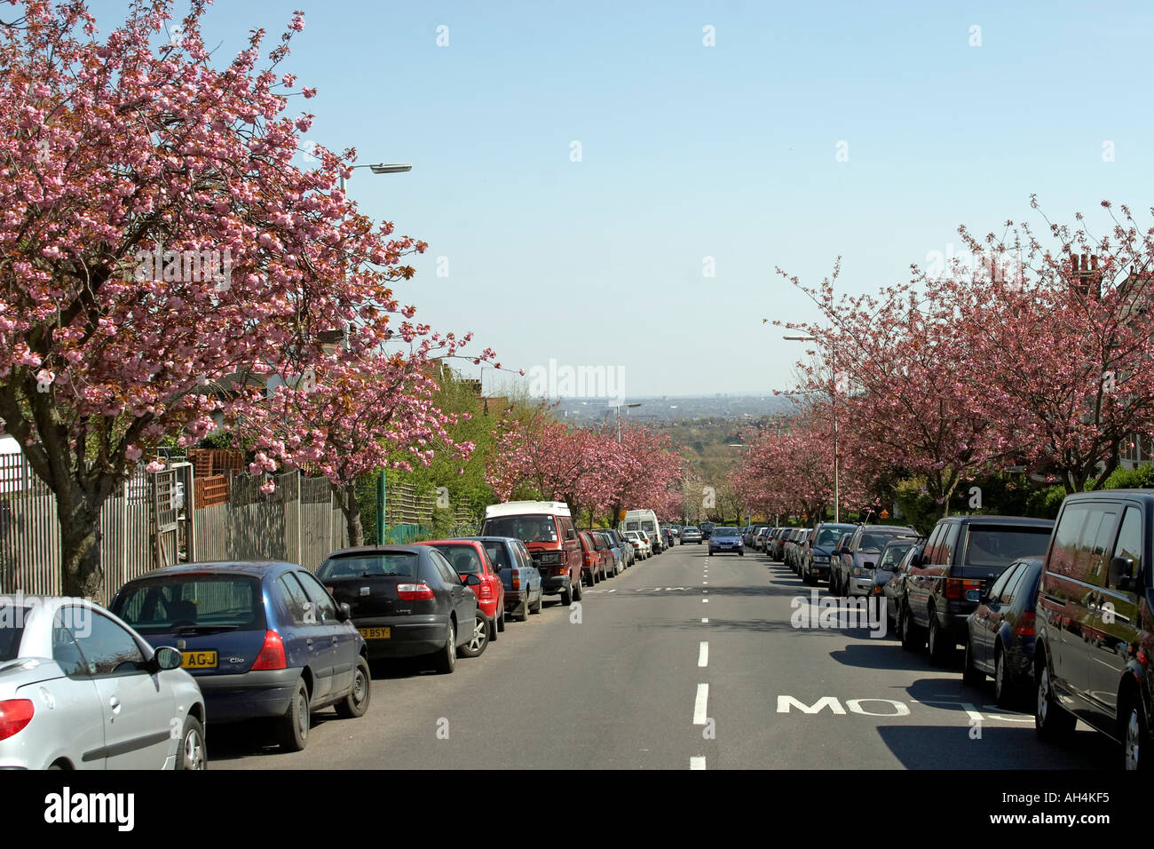 Pink cherry blossom on roadside trees of a suburban street with parked ...