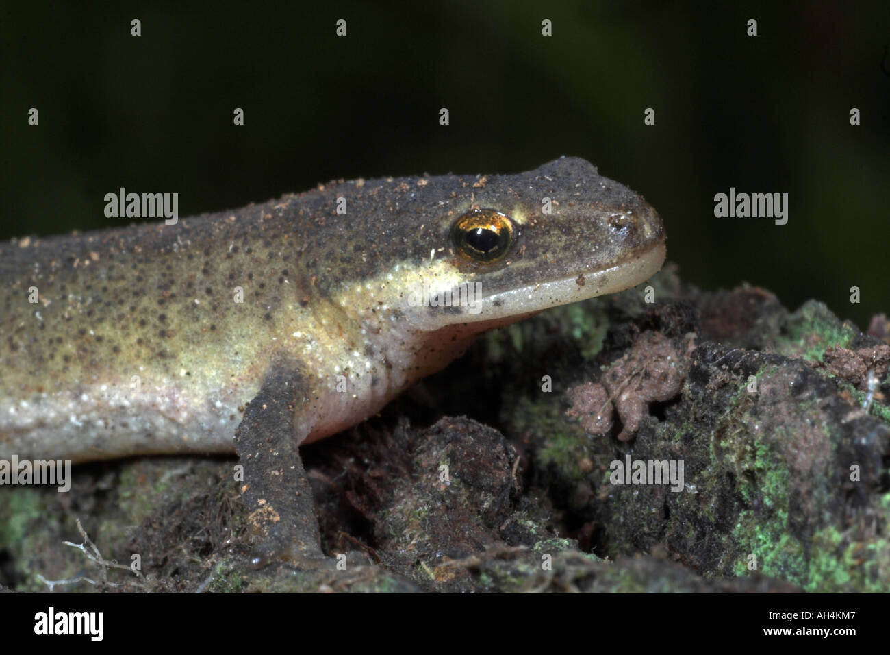 Smooth newt Triturus vulgaris female. Somerset. England Stock Photo - Alamy