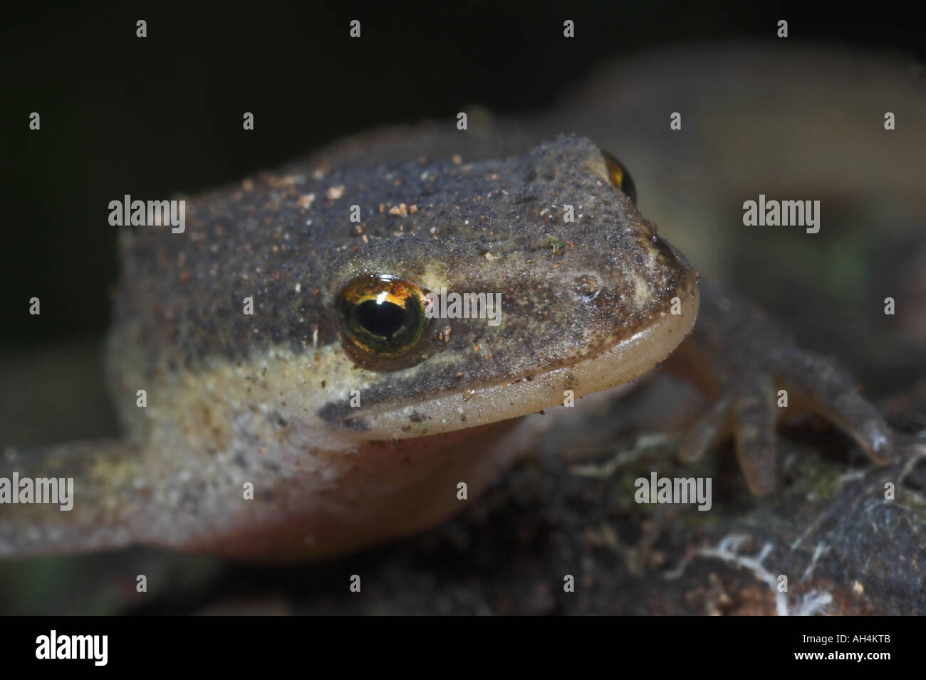 Smooth newt Triturus vulgaris female. Somerset. England Stock Photo - Alamy