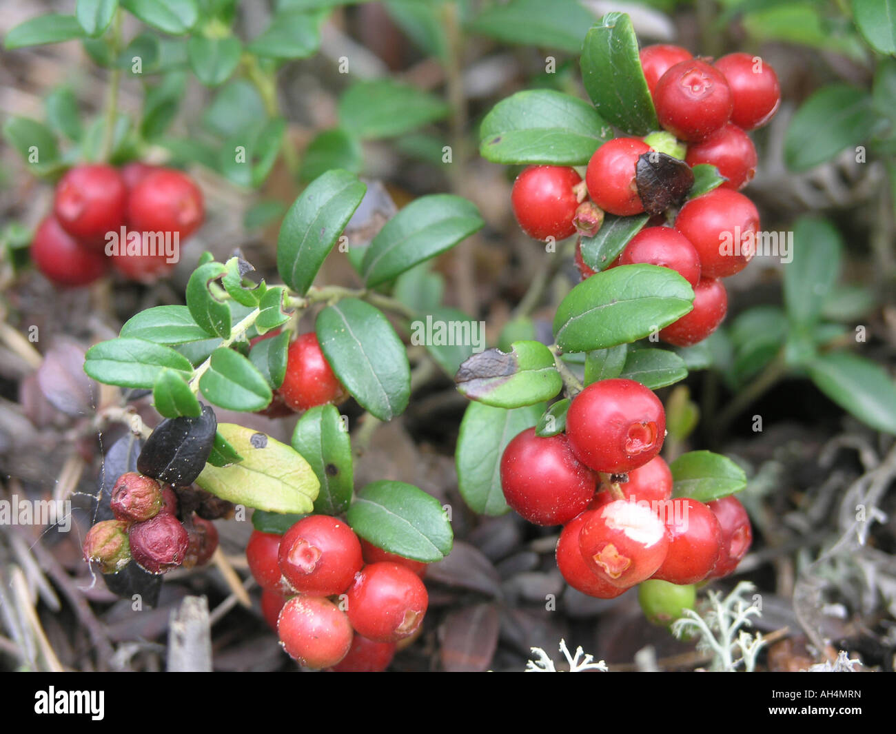 Cowberries (Vaccinium vitis-idaea) in native forest Karelia eastern ...