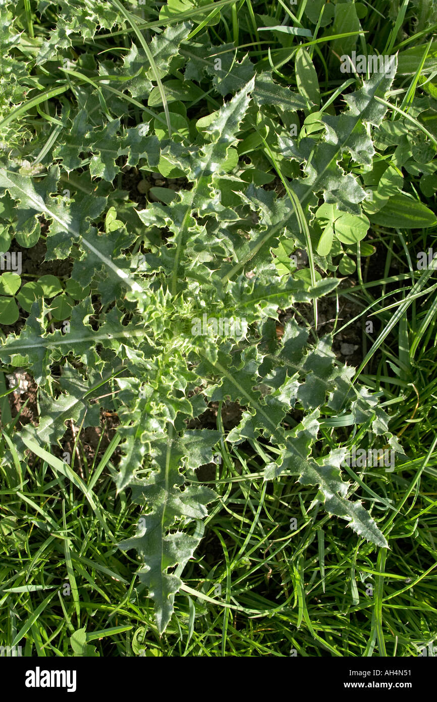 Green thistle plant with spikes and thorns in Wiltshire countryside England Stock Photo - Alamy