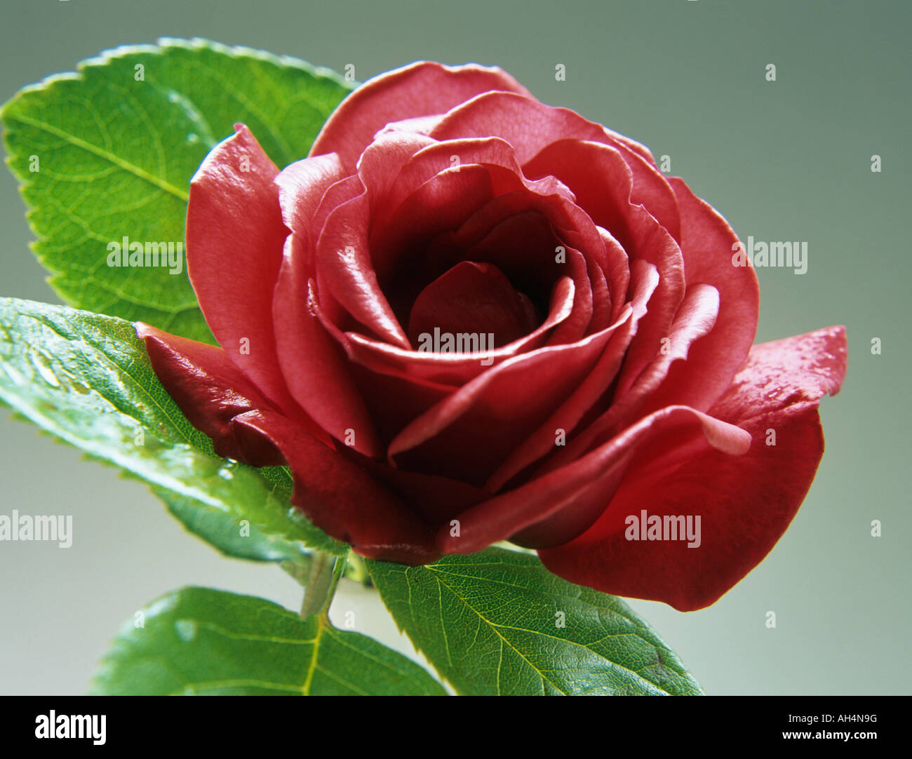 Studio close up of a deep red Rose flower Stock Photo - Alamy