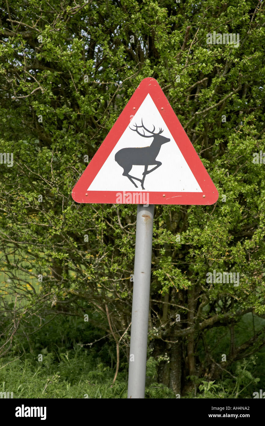 Road sign warning of deer crossing road in Wiltshire country side ...