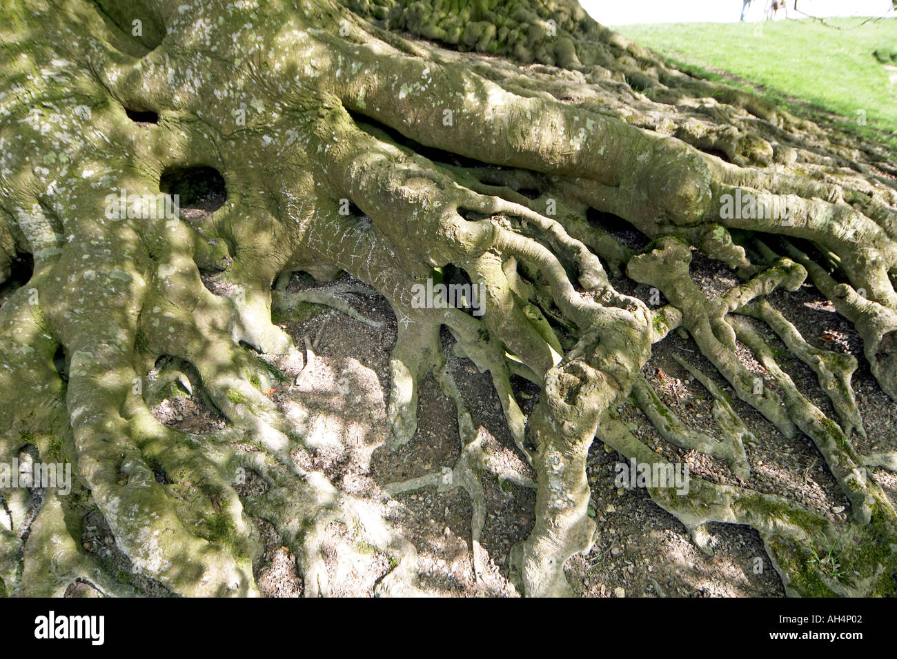 Complex network of Beech tree roots at Avebury Ring Stone Circle ...