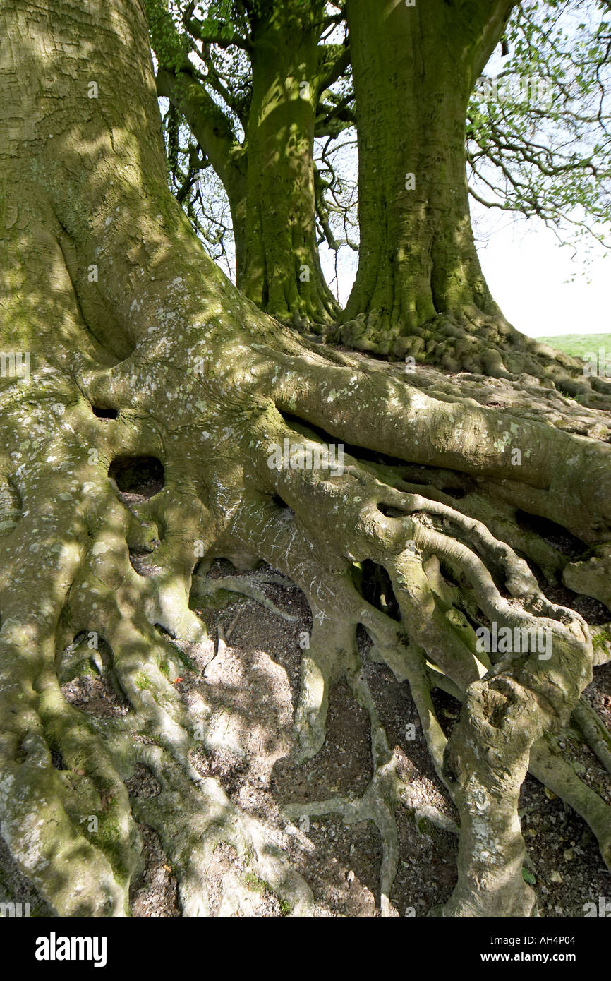 Complex network of Beech tree roots at Avebury Ring Stone Circle ...