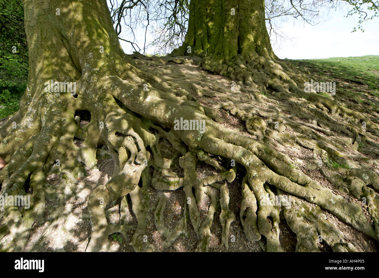 Complex network beech tree roots hi-res stock photography and images ...