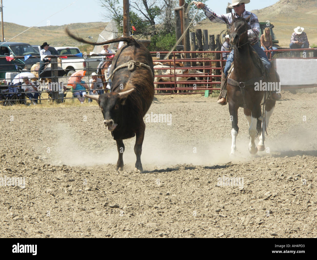Bucking bull hi-res stock photography and images - Alamy