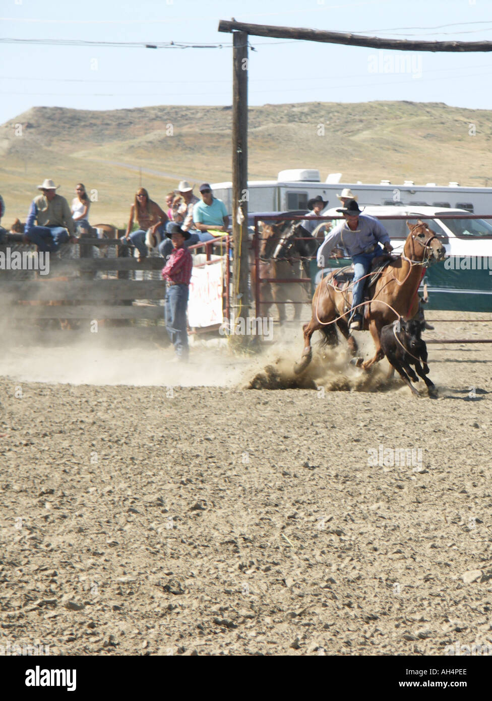 Missed the calf hi-res stock photography and images - Alamy