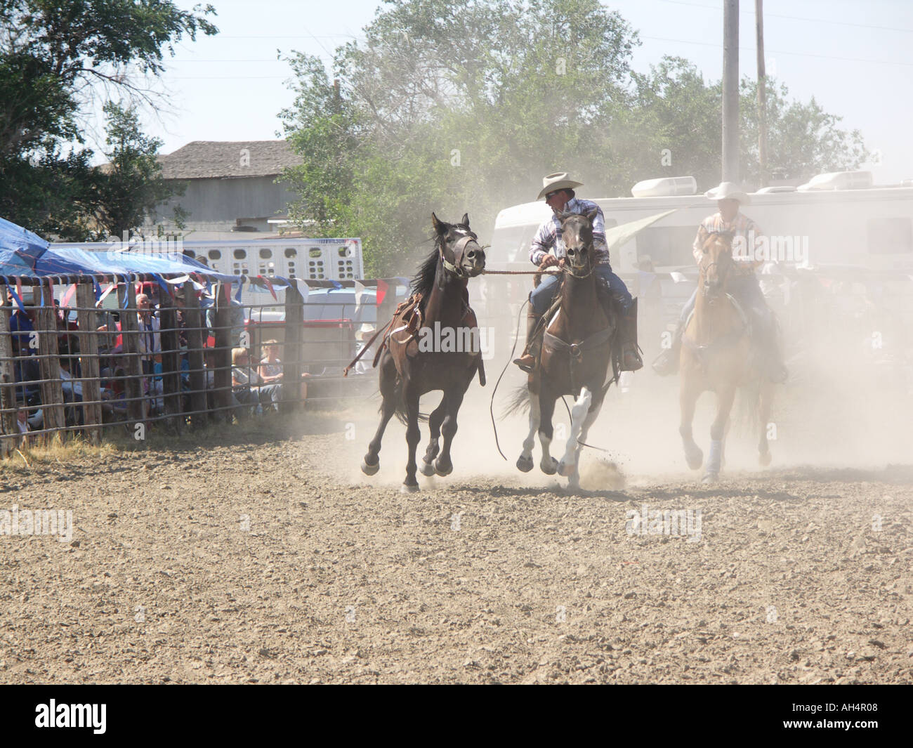 Chasing Horse After Throwing Rider at Rodeo Stock Photo - Alamy