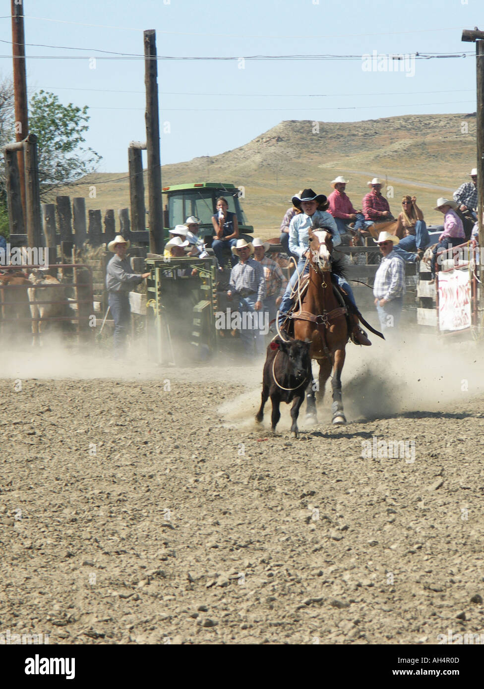 Roping calves hi-res stock photography and images - Alamy