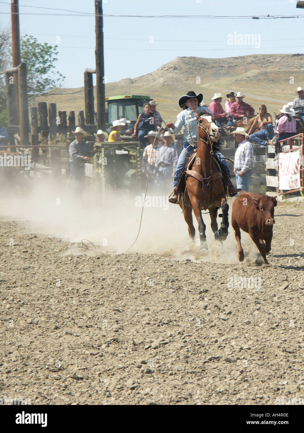 Calf running cow hi-res stock photography and images - Alamy