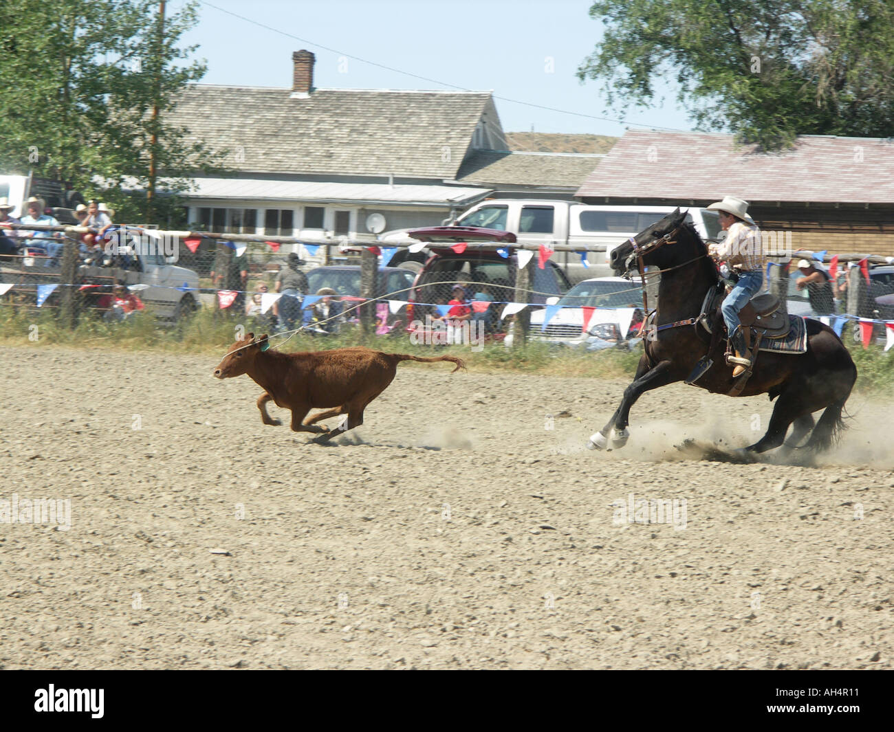 Calf horse rider control confidence strength speed endurance ...