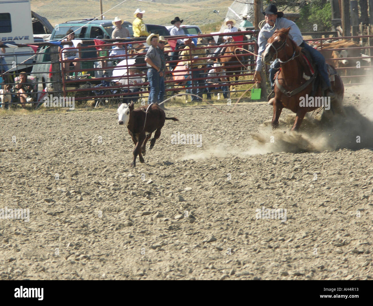 Calf roping hi-res stock photography and images - Alamy