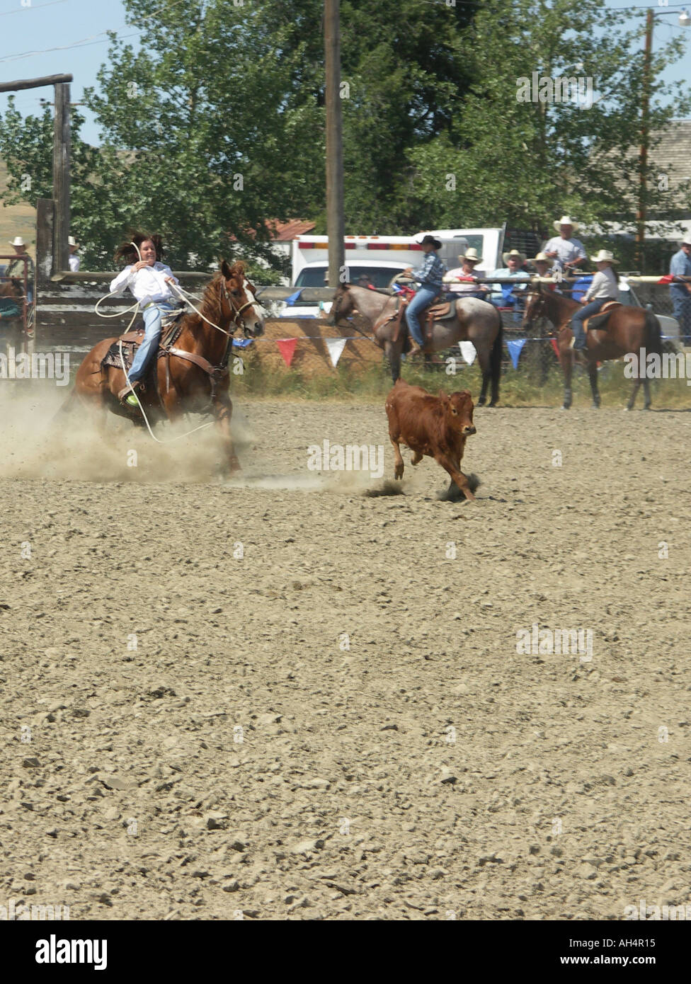 Missed the calf hi-res stock photography and images - Alamy