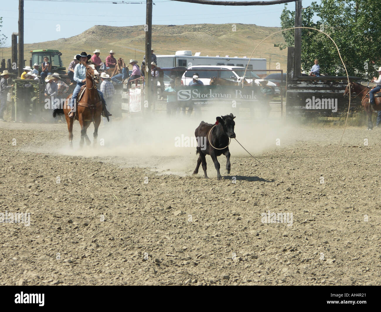 Cowboy lost grip on rope hi-res stock photography and images - Alamy