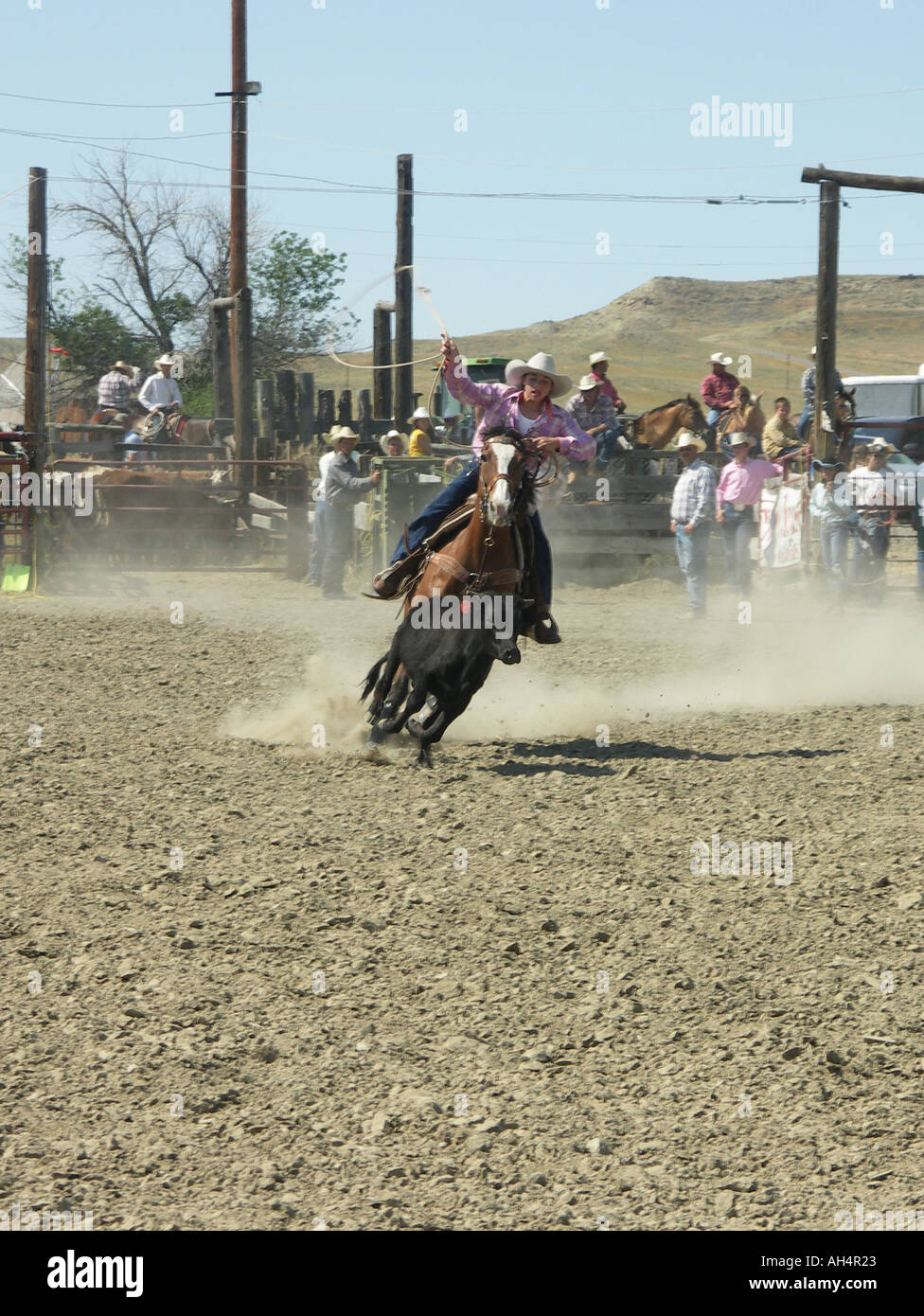 Calf horse rider control confidence strength speed endurance ...