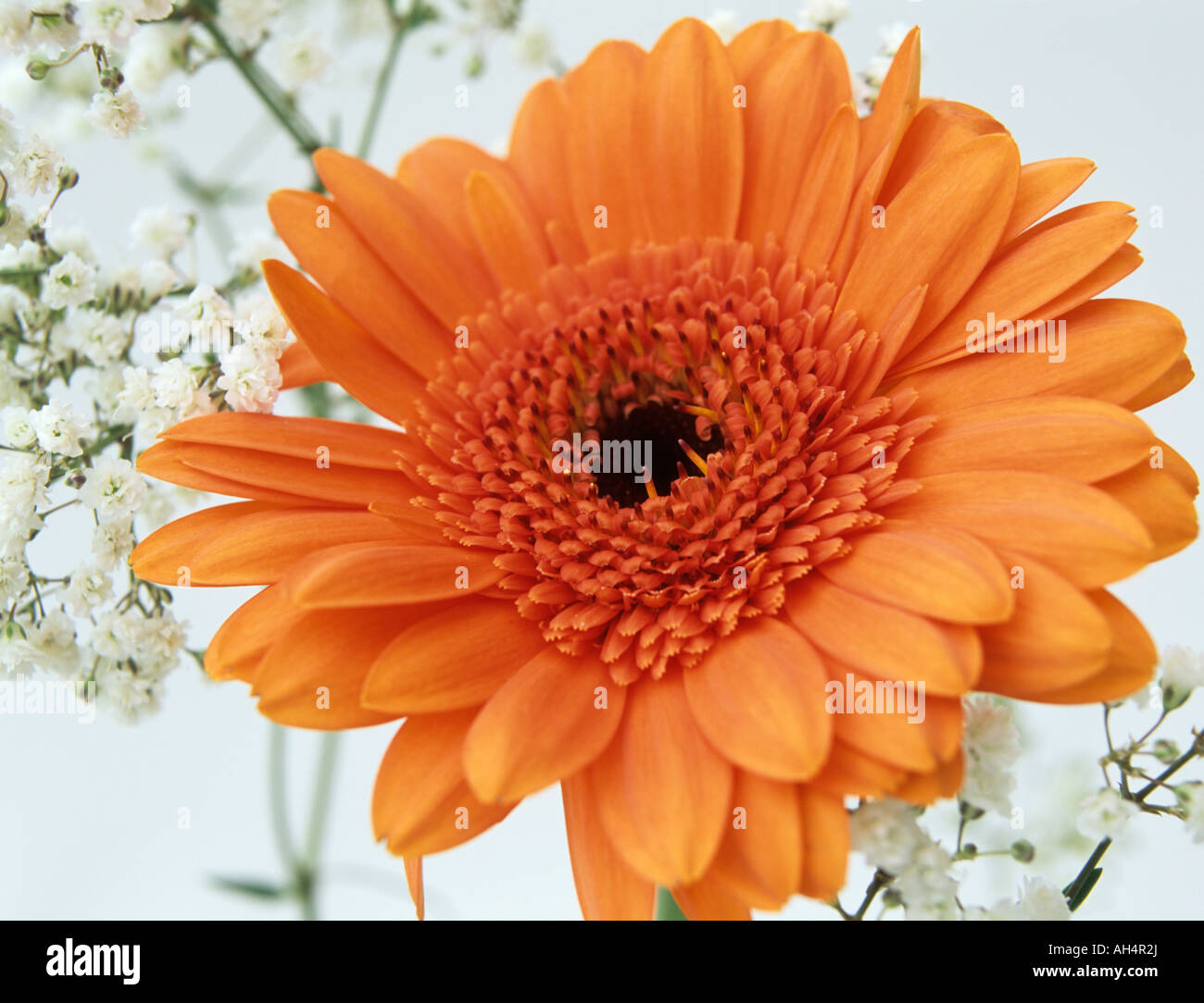 Gerbera gypsophila hi-res stock photography and images - Alamy