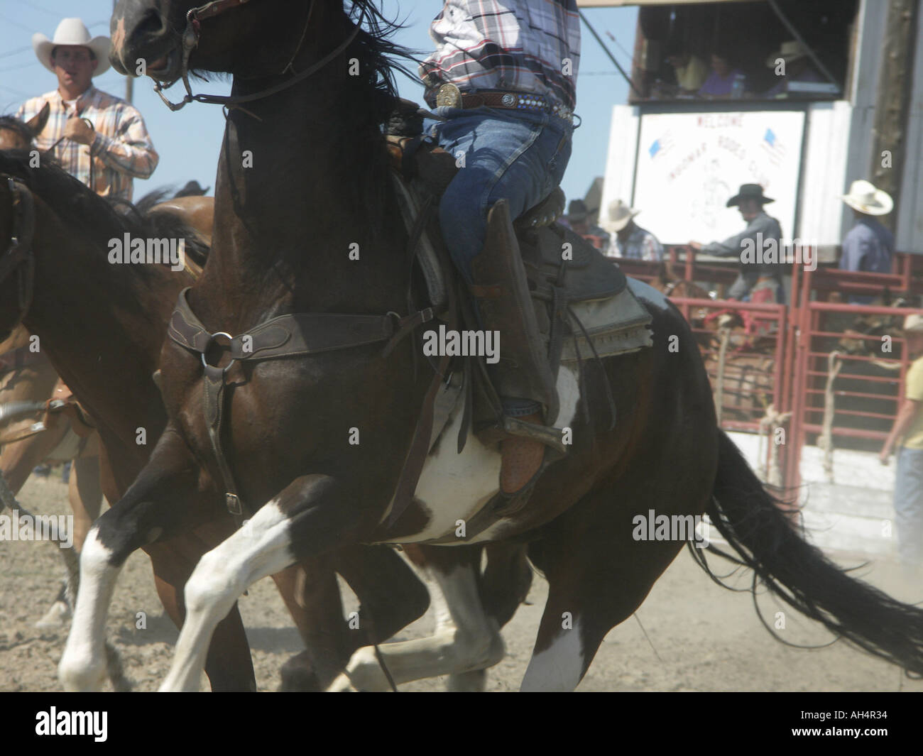 Chasing horse hi-res stock photography and images - Alamy