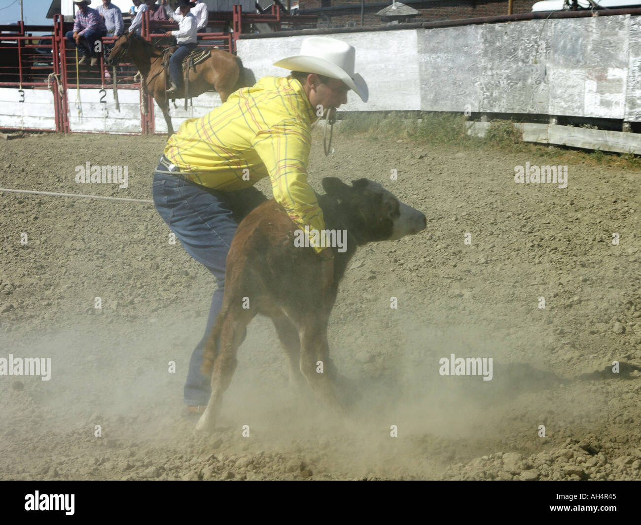 Calf roping tie legs hi-res stock photography and images - Alamy