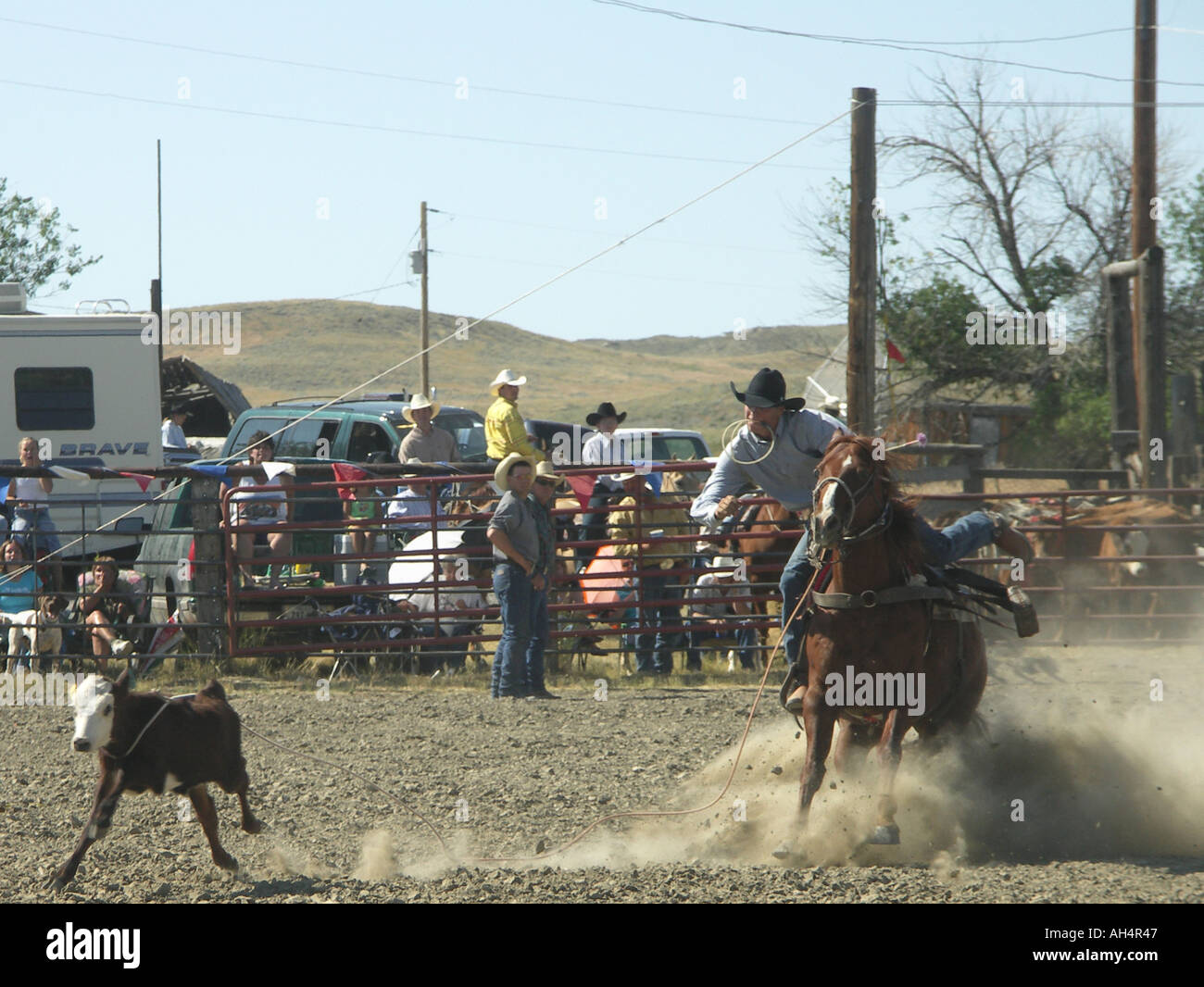 Calf roping jump hi-res stock photography and images - Alamy