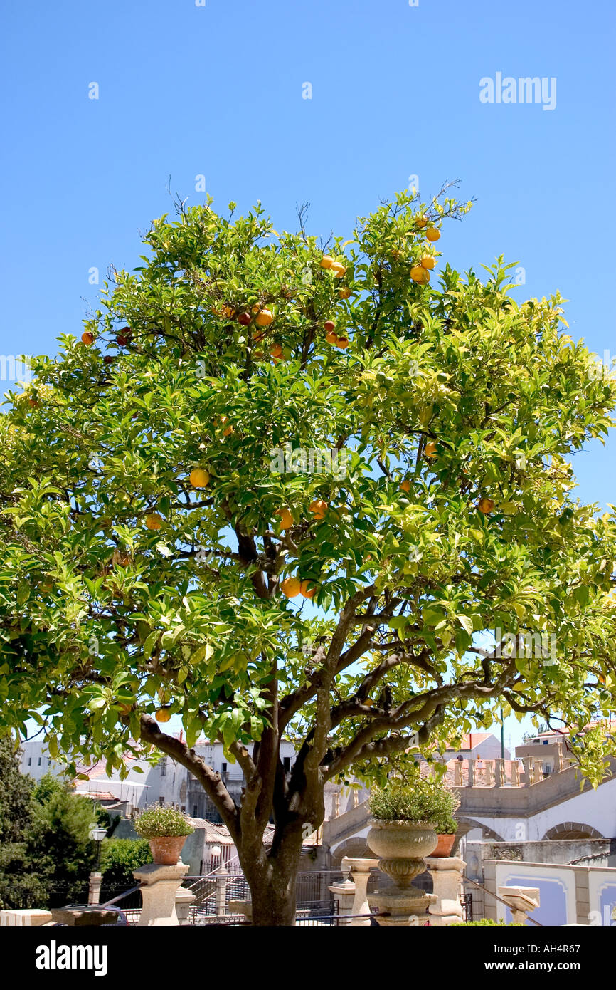 orange tree in spain Stock Photo - Alamy