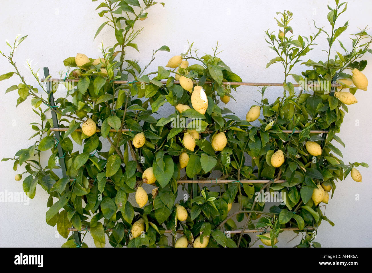 lemon tree in spain Stock Photo - Alamy