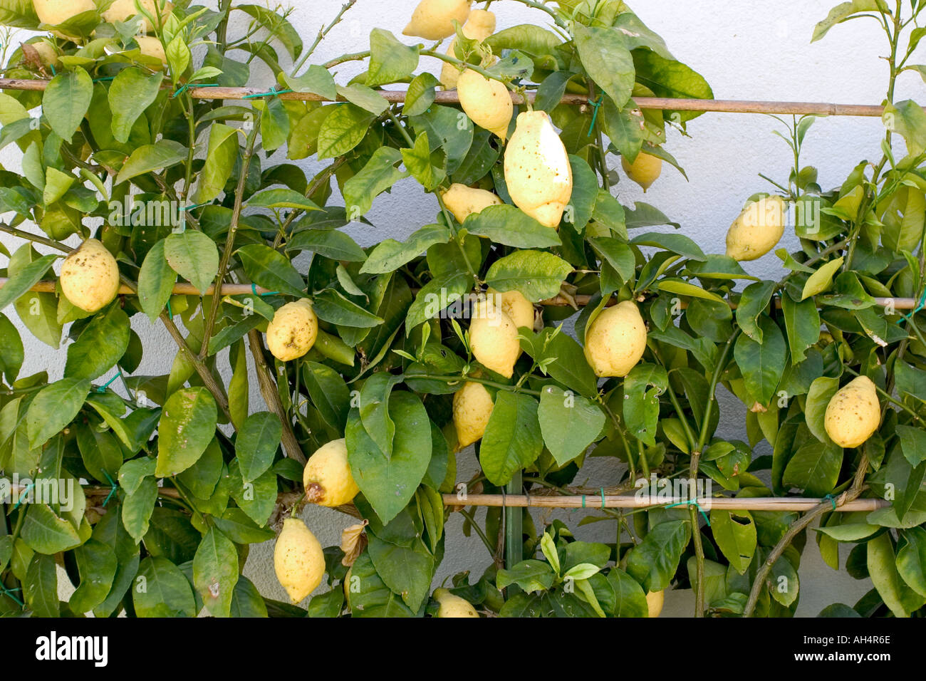lemon tree in spain Stock Photo - Alamy