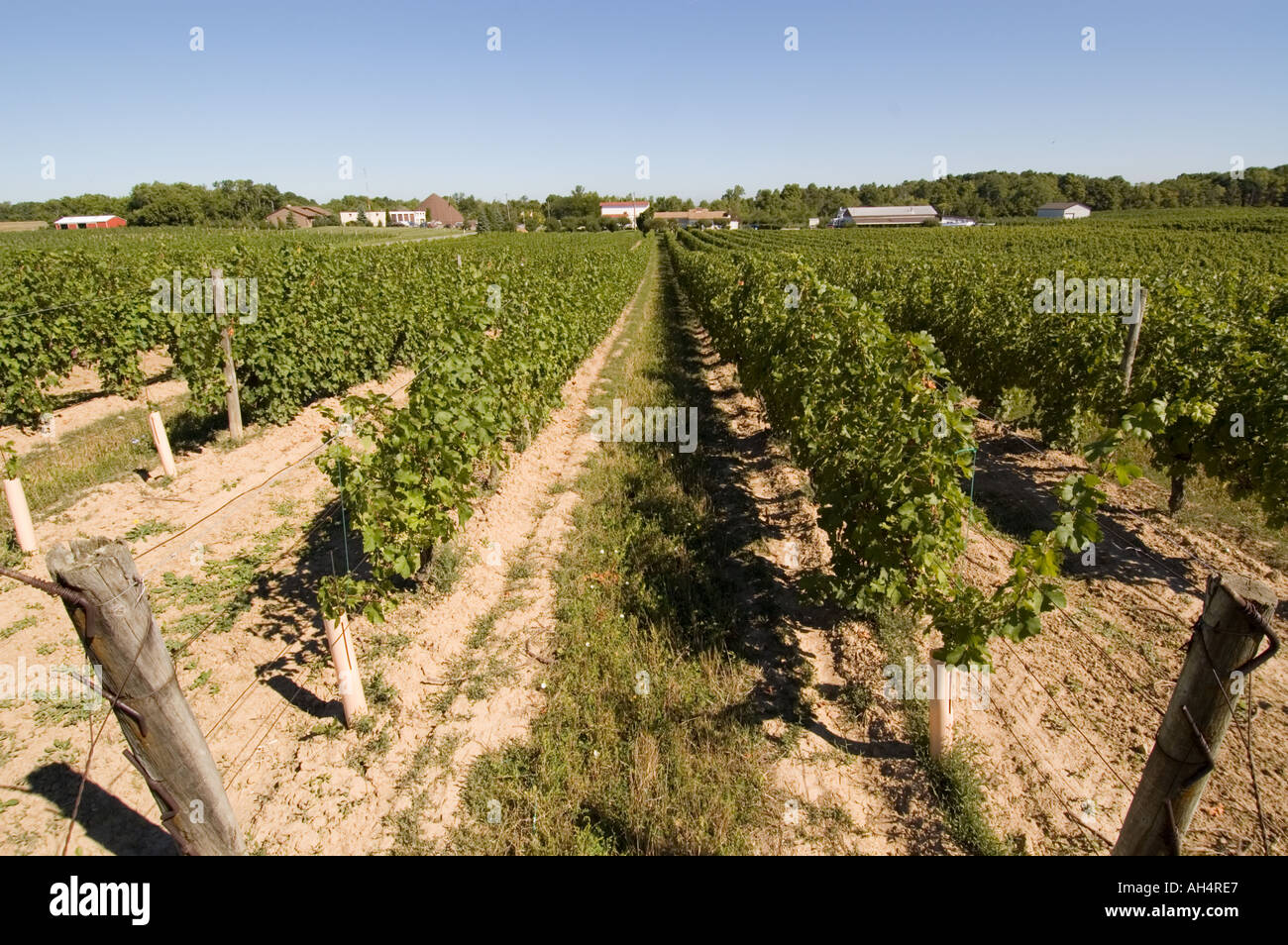 Rows of vines at a vineyard Stock Photo - Alamy