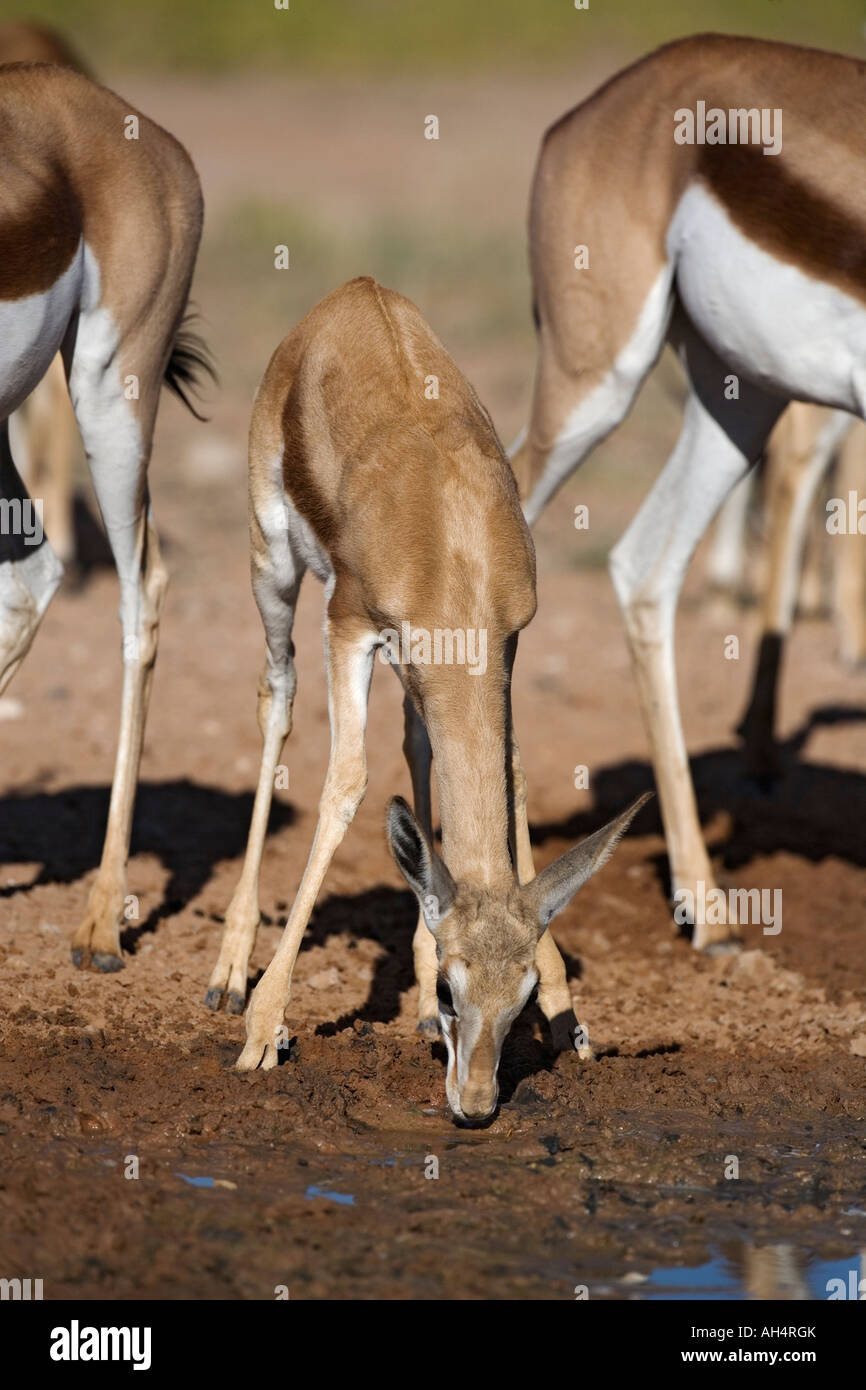 Springbok Antidorcas marsupialis drinking Kgalagadi Transfrontier Park ...