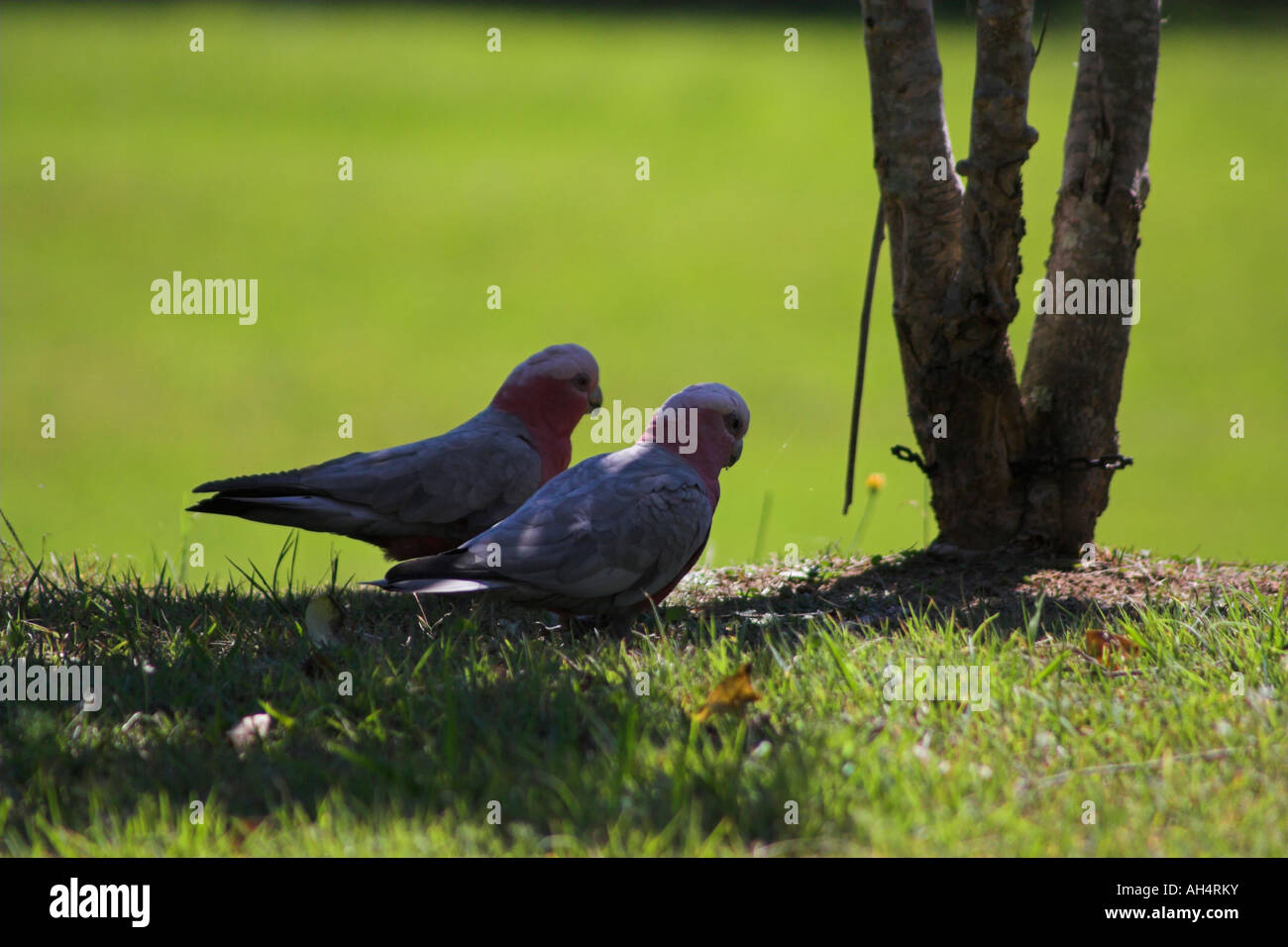 Galahs in flight hi-res stock photography and images - Alamy